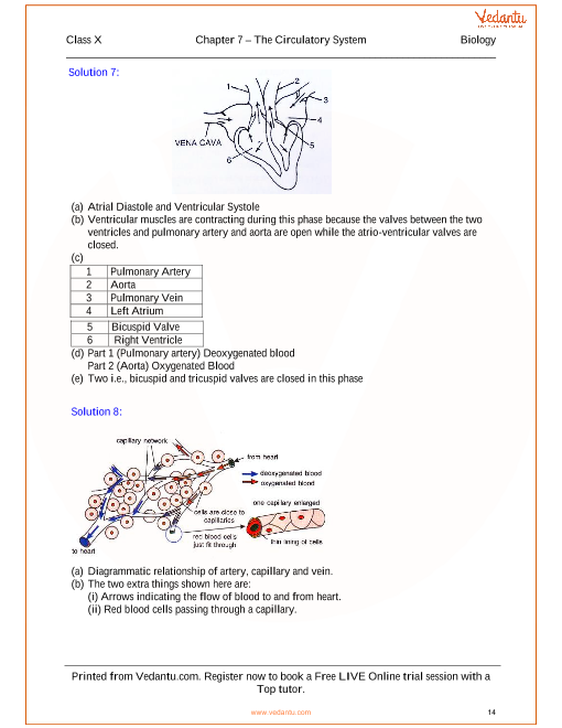 Circulatory System Worksheet Grade 10 The Circulatory System