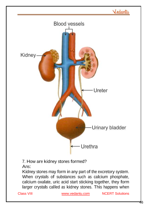 Excretory System For Grade 5