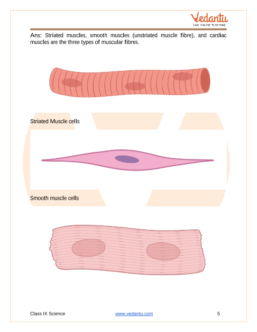 Types Of Muscle Cells