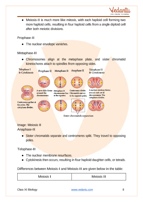 Cell Cycle Worksheet Pdf