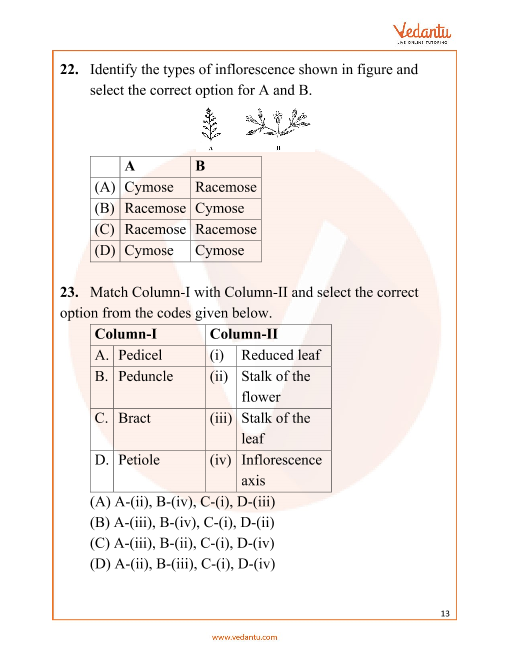 Morphology Of Flowering Plants Neet Questions Mcq Infoupdate Org
