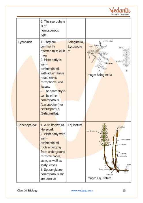 Plant Kingdom Examples Ncert