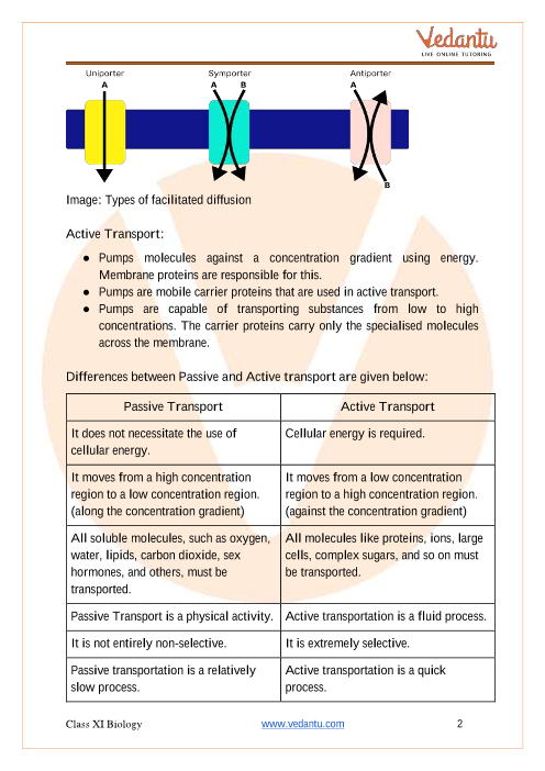 Active Transport In Plants