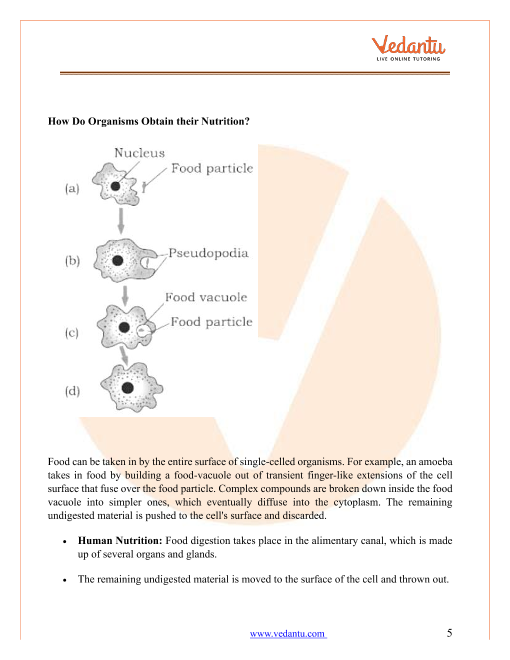 Life Processes Class 10 Notes Vidyakul Vidyakul – The Learner Space