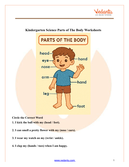 Body Parts Worksheets Kindergarten Parts Of The Body | Kindergarten