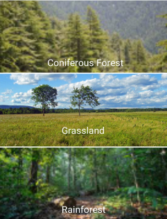 Plants In The Tropical Rainforest Collage