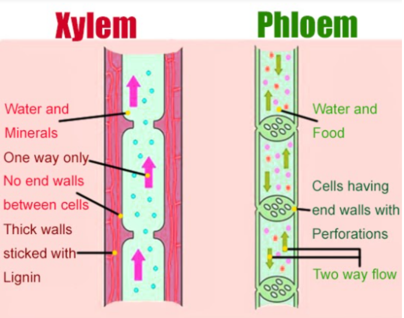 Xylem Phloem 18 Major Differences Examples 51 OFF Xylem Phloem 18 Major Differences Examples 51 OFF