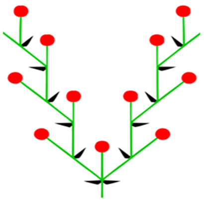 What is inflorescence? Give a brief account of different types of ...
