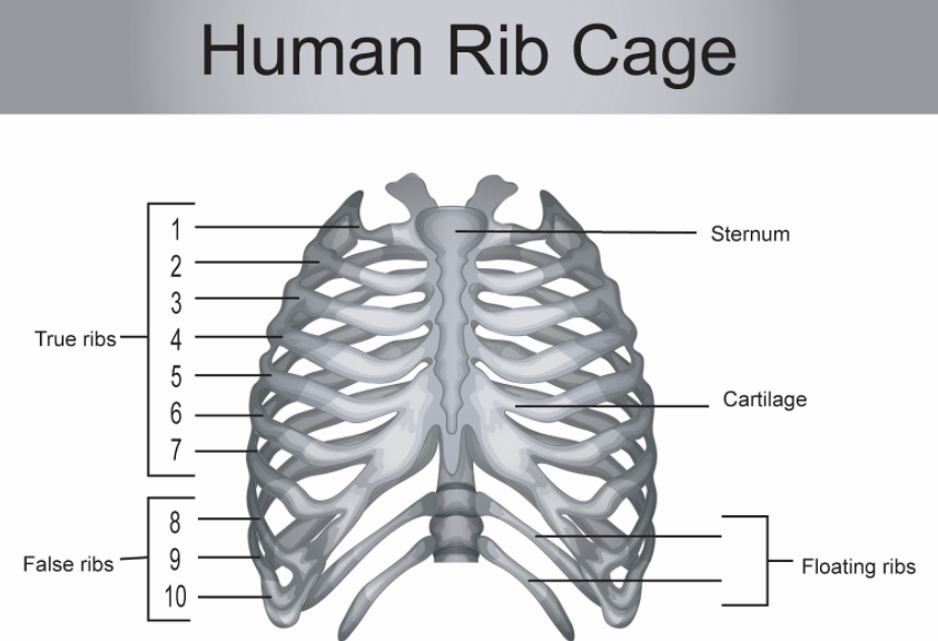 Floating Ribs Of Man Are Pairs a 2 b 3 c 5 d 8 n