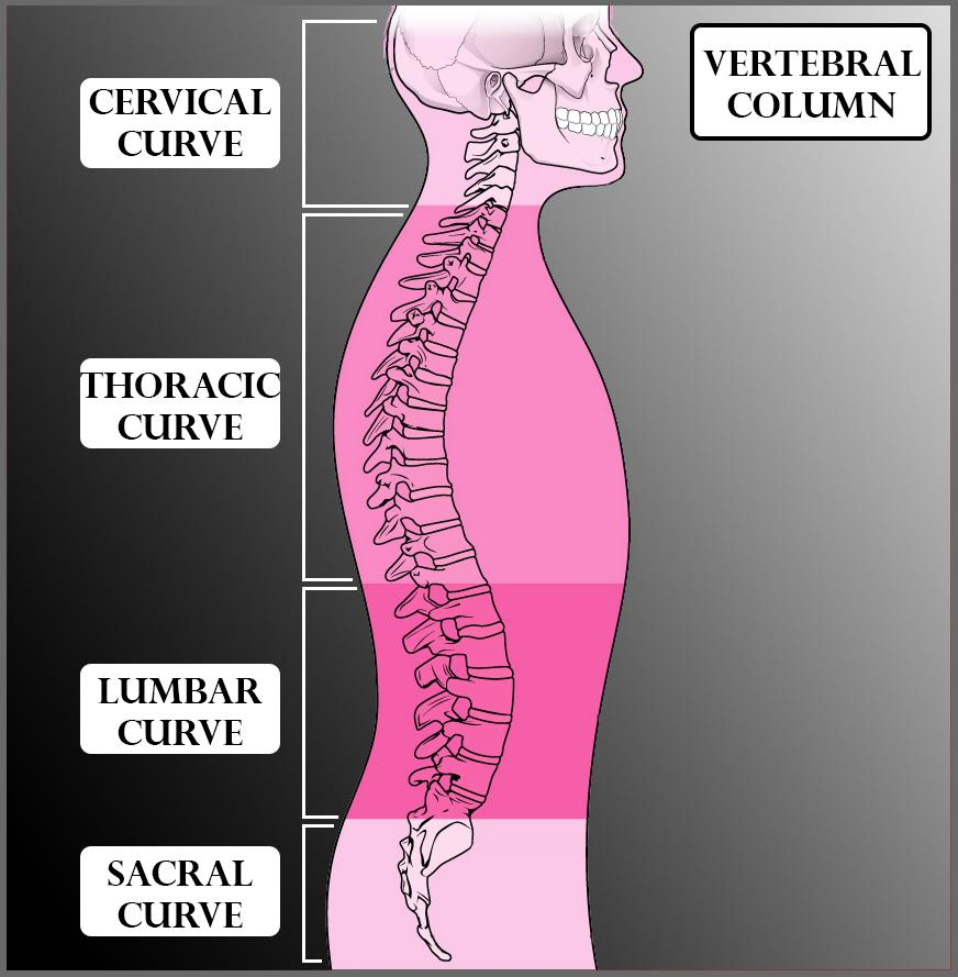 Number Of Cervical Vertebrae In A Human Being Is a 7 b 9 c 12 d 6 Number Of Cervical Vertebrae In A Human Being Is a 7 b 9 c 12 d 6