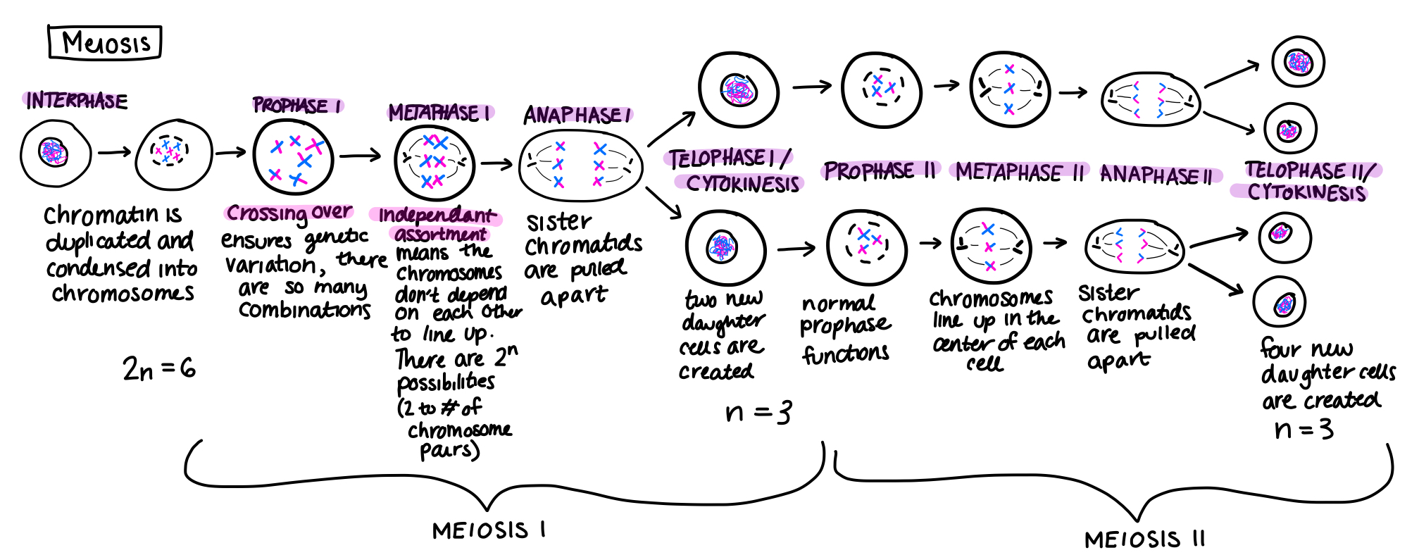 In What Stage Of Meiosis Does Reduction Division Occur 