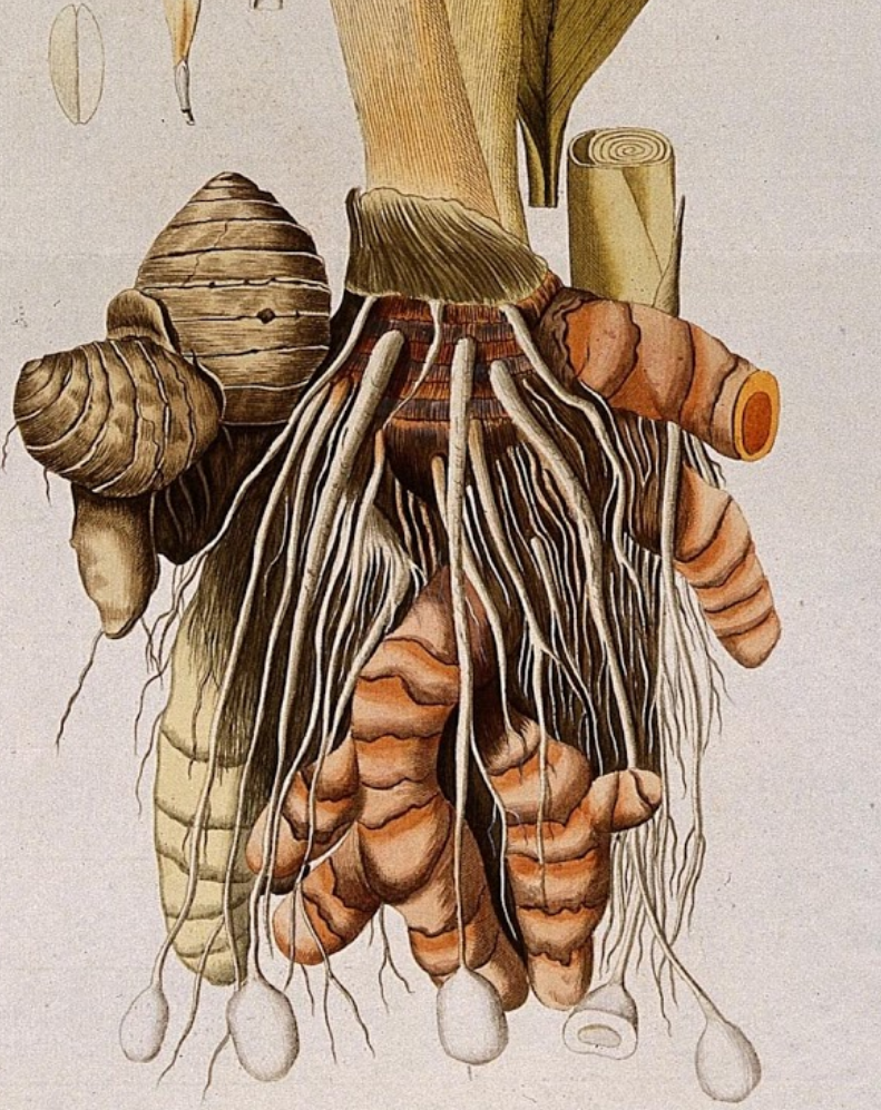 Nodulose Roots Are Recorded InA MirabilisB VandaC MomordicaD Mango Nodulose Roots Are Recorded InA MirabilisB VandaC MomordicaD Mango