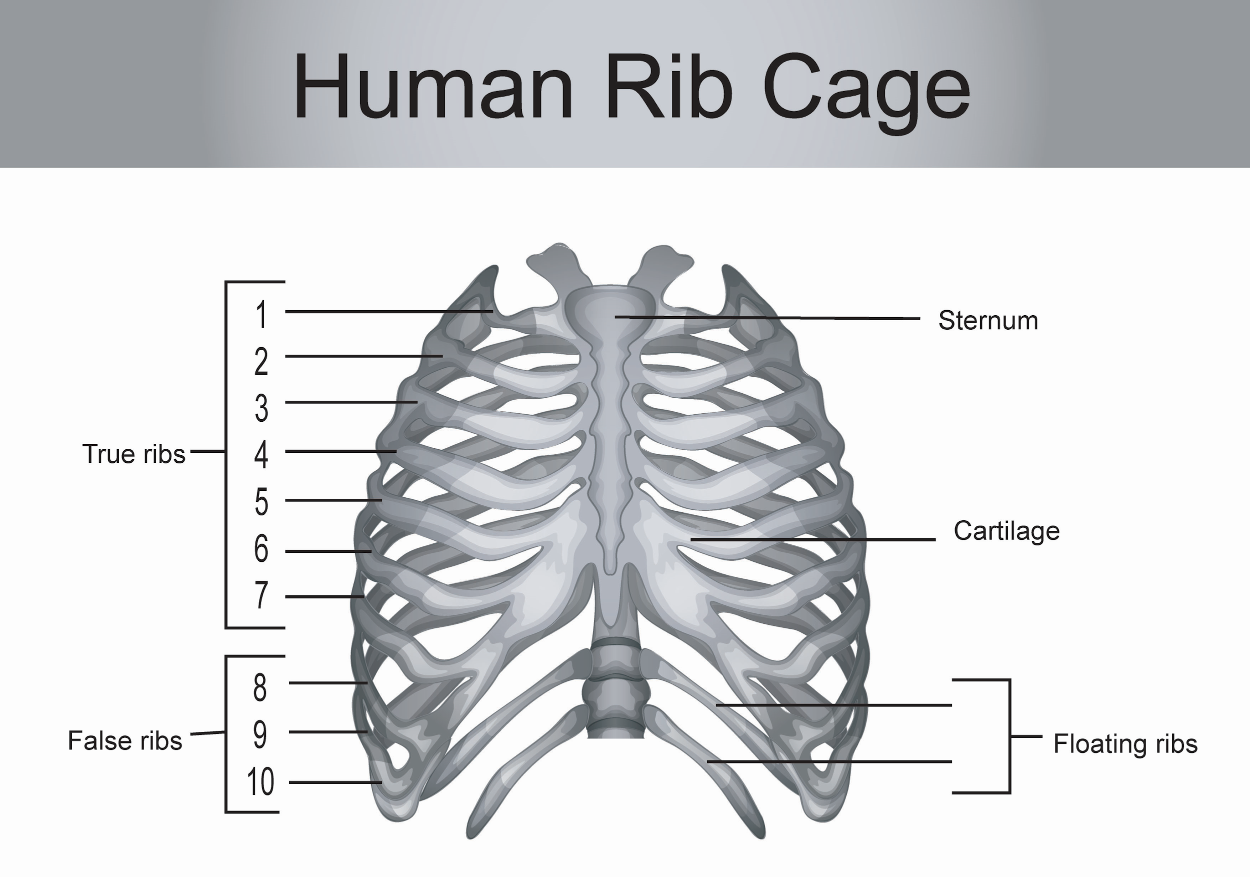 The Floating Ribs a 11th And 12th b 9th And 10th c 7th And 8th d The Floating Ribs a 11th And 12th b 9th And 10th c 7th And 8th d