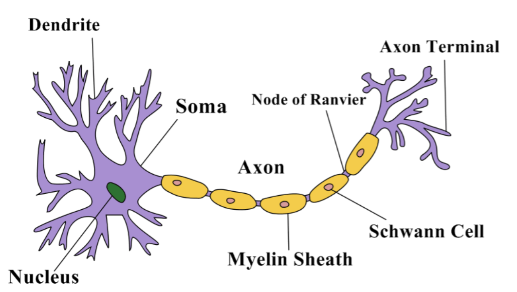 Draw A Labelled Diagram Of The Neuron And Describe The Structure Of The