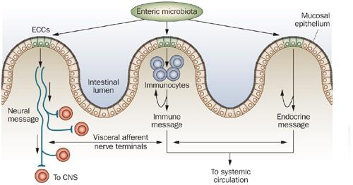 The enterochromaffin cell contain small granule which produce serotonin ...