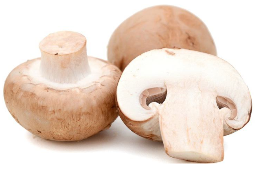 The mushrooms are rich sources ofA. ProteinB. SodiumC. CarbohydrateD. None