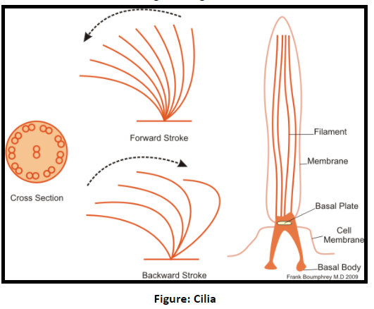 The cell organelle involved in the formation of a flagellum or cilium ...