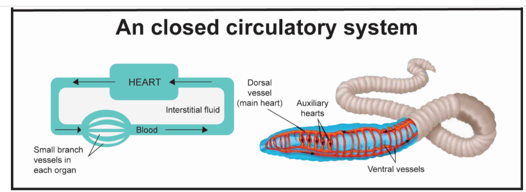 Do Earthworms Have A Closed Circulatory System Alpinemoms