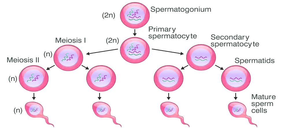 Schematically represent and explain the events of spermatogenesis in ...