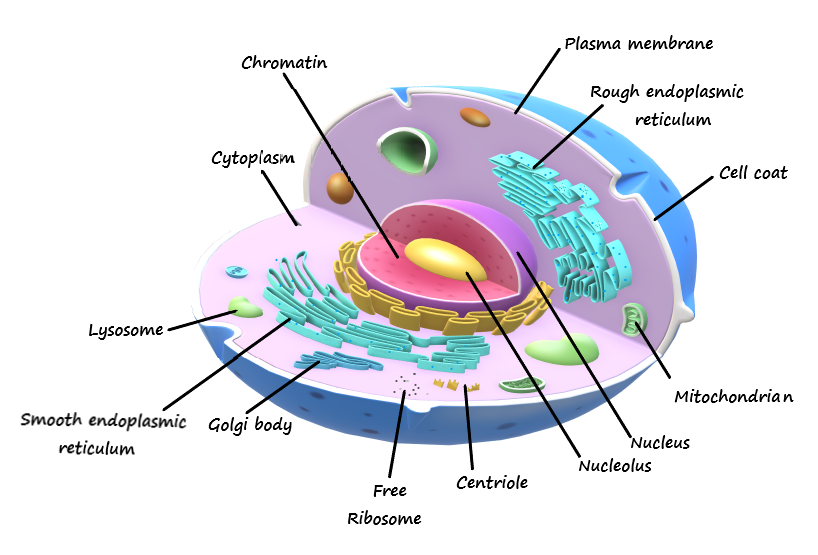 Well Labelled Diagram Of Animal Cell Class 9 Animal Cell Definition Well Labelled Diagram Of Animal Cell Class 9 Animal Cell Definition