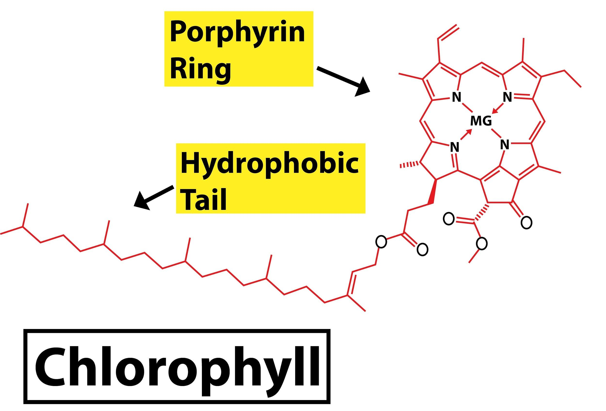 Name The Central Element Present In Chlorophyll Name The Central Element Present In Chlorophyll