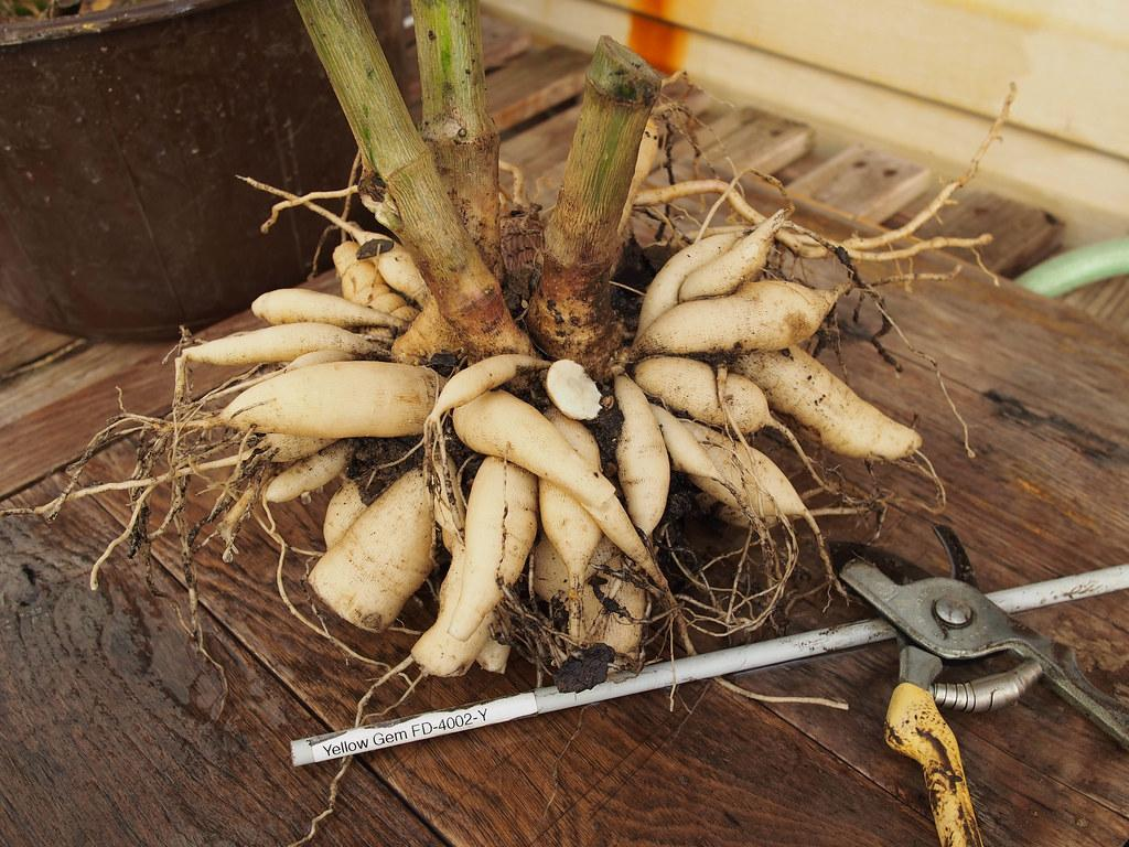 Fasciculated Roots For Food Storage And Vegetative Propagation Are