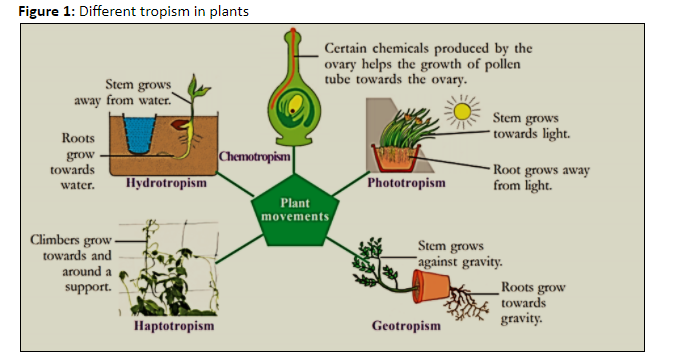 Plants respond to various stimuli by A Shedding leaves class 11 biology ...