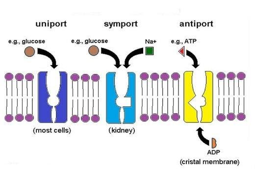 What Is Facilitated Diffusion How Is Symport Transport Class 11 Biology 