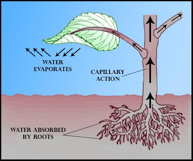 Root Pressure Develops Due ToA Increase In TranspirationB Active Root Pressure Develops Due ToA Increase In TranspirationB Active