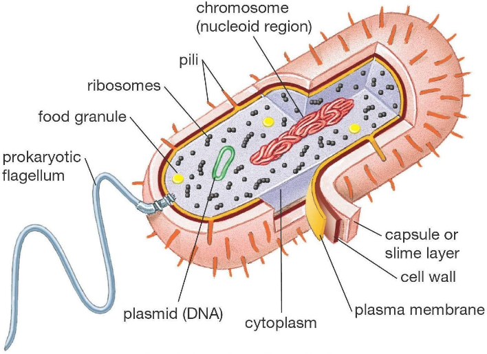 Which of the following is always ABSENT in prokaryotic cells?a ...
