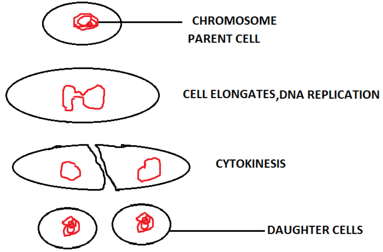 Which of the following can show somatogenic reproduction?A) ParameciumB ...