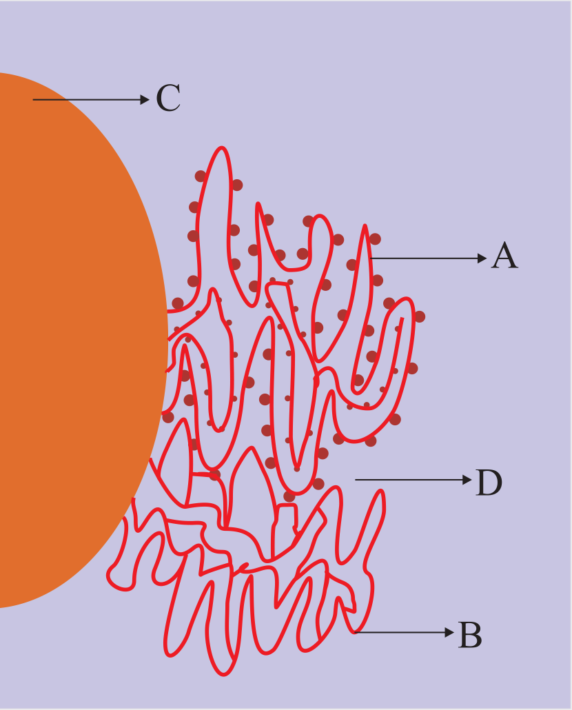 Identify The Components Labeled A B C And D In The Diagram Above