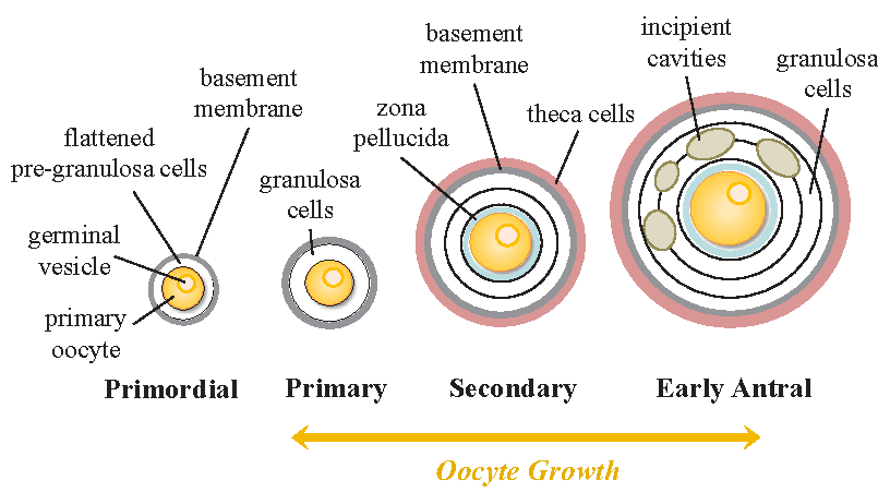 Oogenesis takes place in class 12 biology CBSE