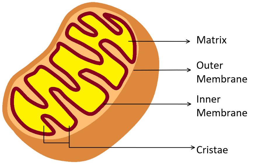 The Main Function Of Mitochondria In A Cell Isa Secretionb Excretionc The Main Function Of Mitochondria In A Cell Isa Secretionb Excretionc