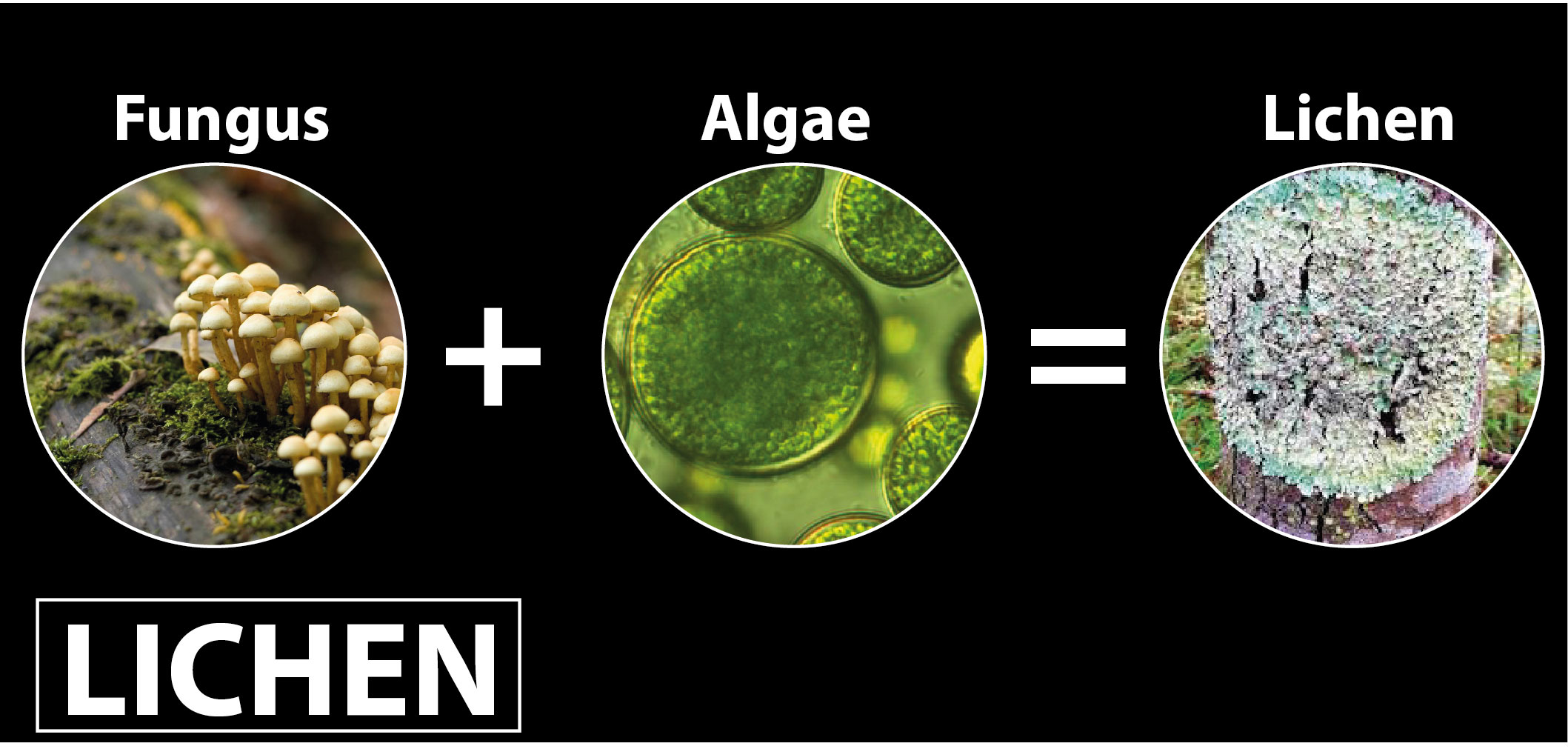 Pick up the wrong statement aLichens are a symbiotic class 11 biology CBSE