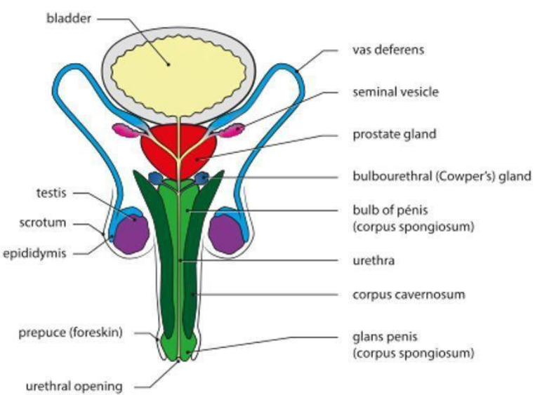 Give Reasons Why Testes Descend Into The Scrotum Before Birth Give Reasons Why Testes Descend Into The Scrotum Before Birth