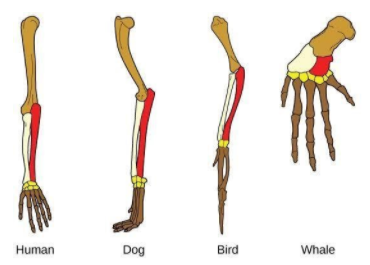 Define Homologous organs.