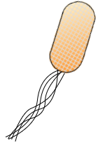 The photograph of a bacteria enlarged 50,000 times attains a length of ...