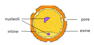 Sporopollenin Is Part Of A Pollen Grain CoveringB Oosphere CoveringC Sporopollenin Is Part Of A Pollen Grain CoveringB Oosphere CoveringC