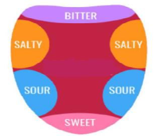 With the help of a simple diagram, show the location of four taste ...