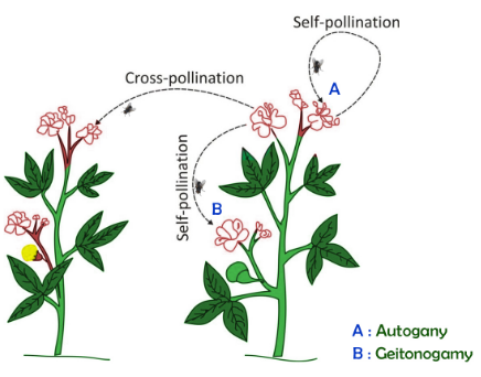The process whereby a perfect flower is pollinated by its own pollen is ...