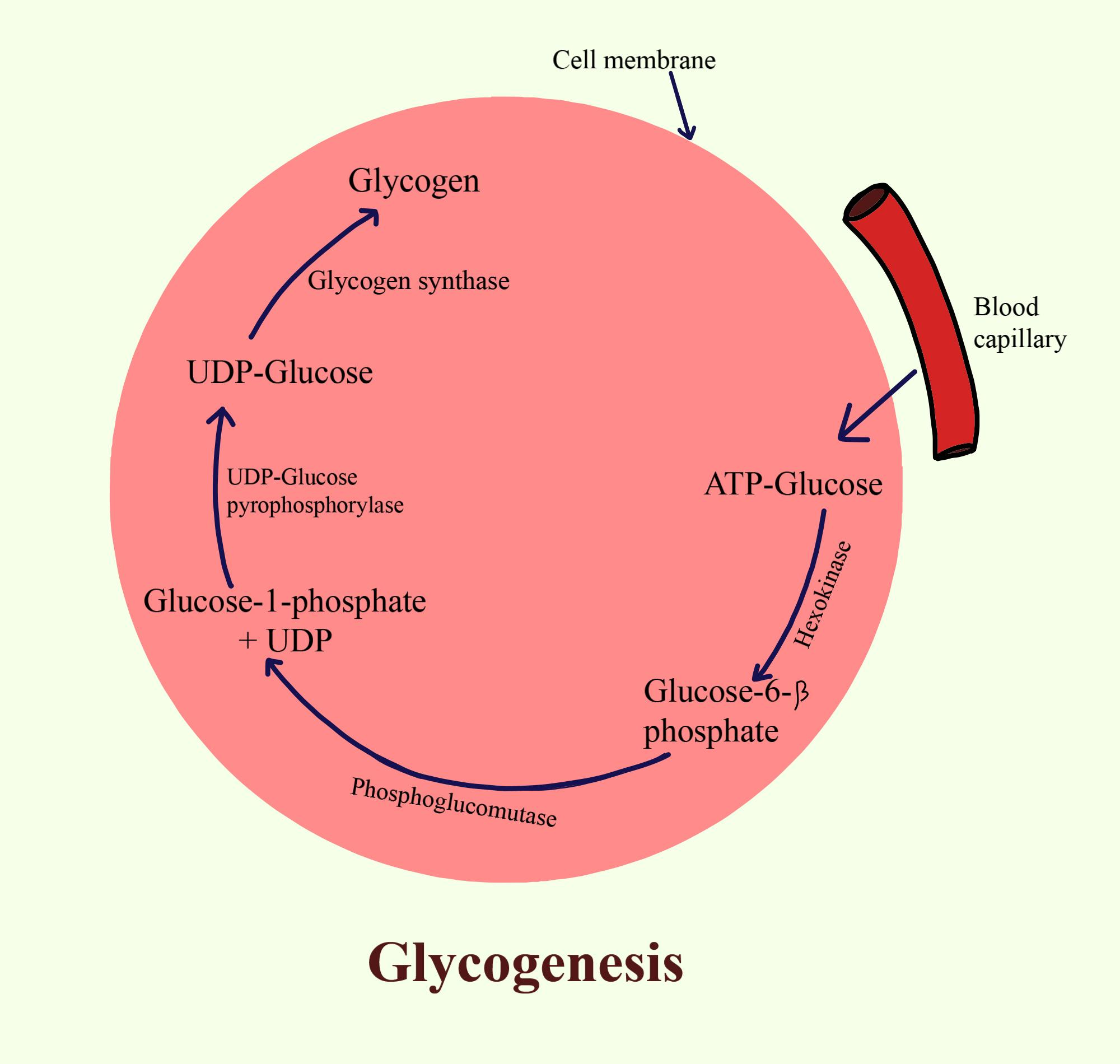Glycogenolysis And Gluconeogenesis
