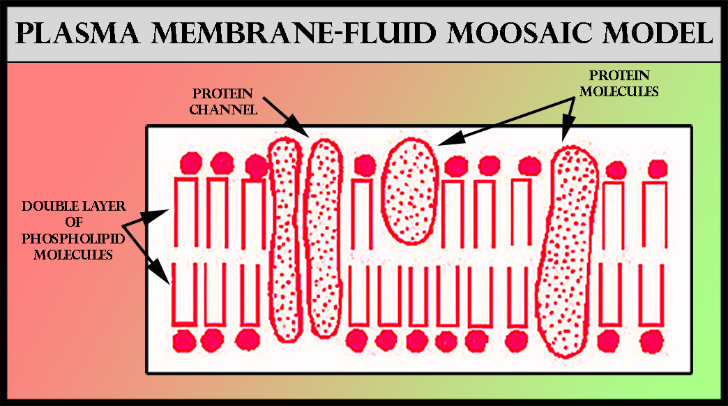 In The Typical Structure Of The Plasma Membrane A The Lipids Are In The Typical Structure Of The Plasma Membrane A The Lipids Are