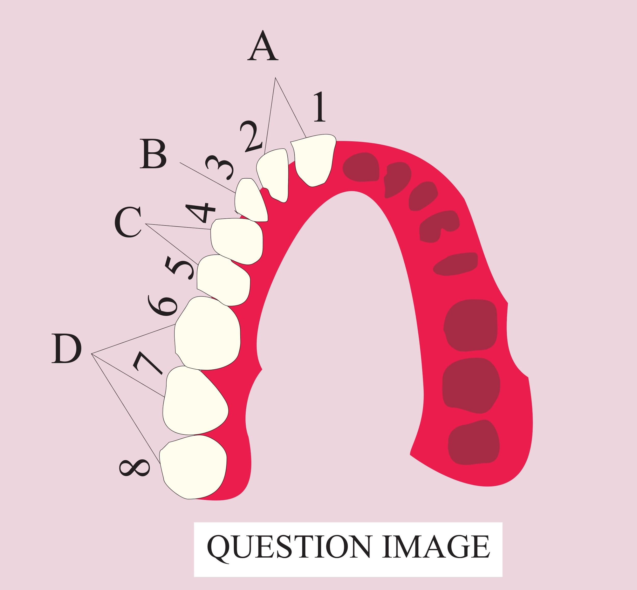 The Given Figure Shows The Arrangement Of Different Types Of Teeth In The Given Figure Shows The Arrangement Of Different Types Of Teeth In