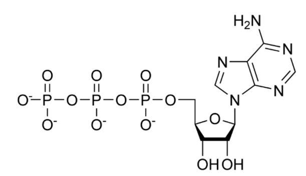 What is the chemical formula for ATP?