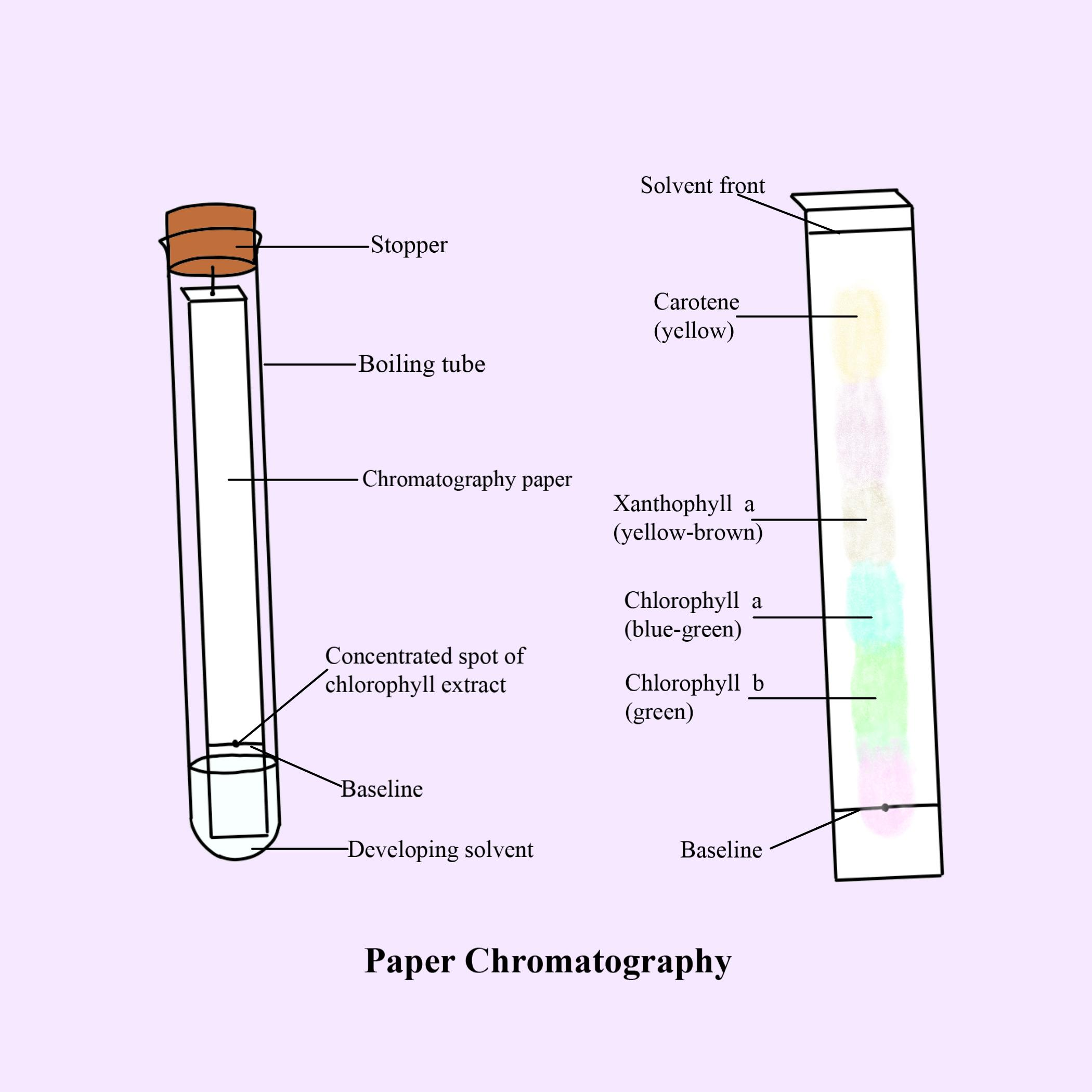 Photosynthetic Pigments Such As Chl A Chl B Xanthophyll And Carotene Photosynthetic Pigments Such As Chl A Chl B Xanthophyll And Carotene