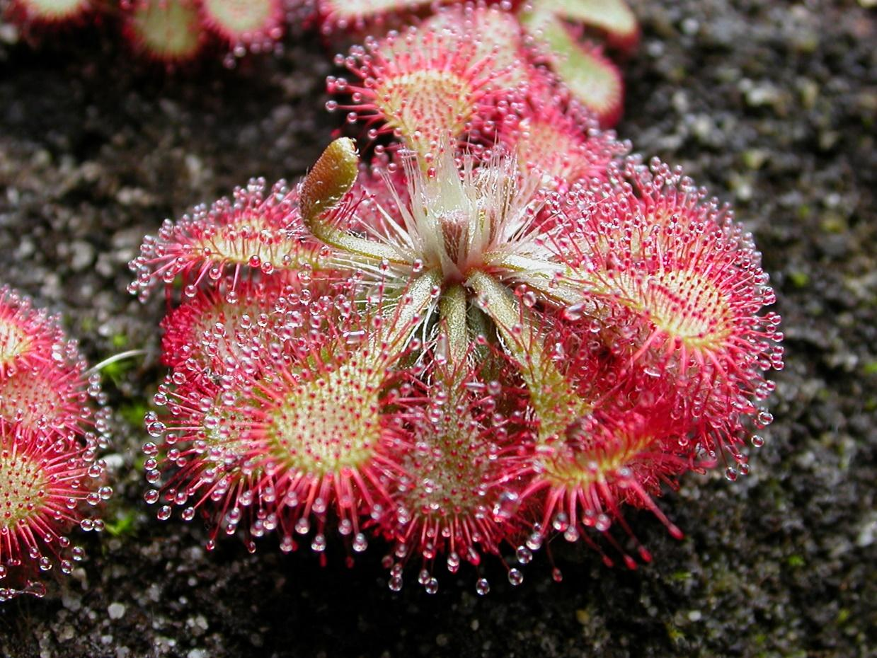Sundew is also known as(A) Dionaea(B) Nepenthes(C) Drosera(D) Striga