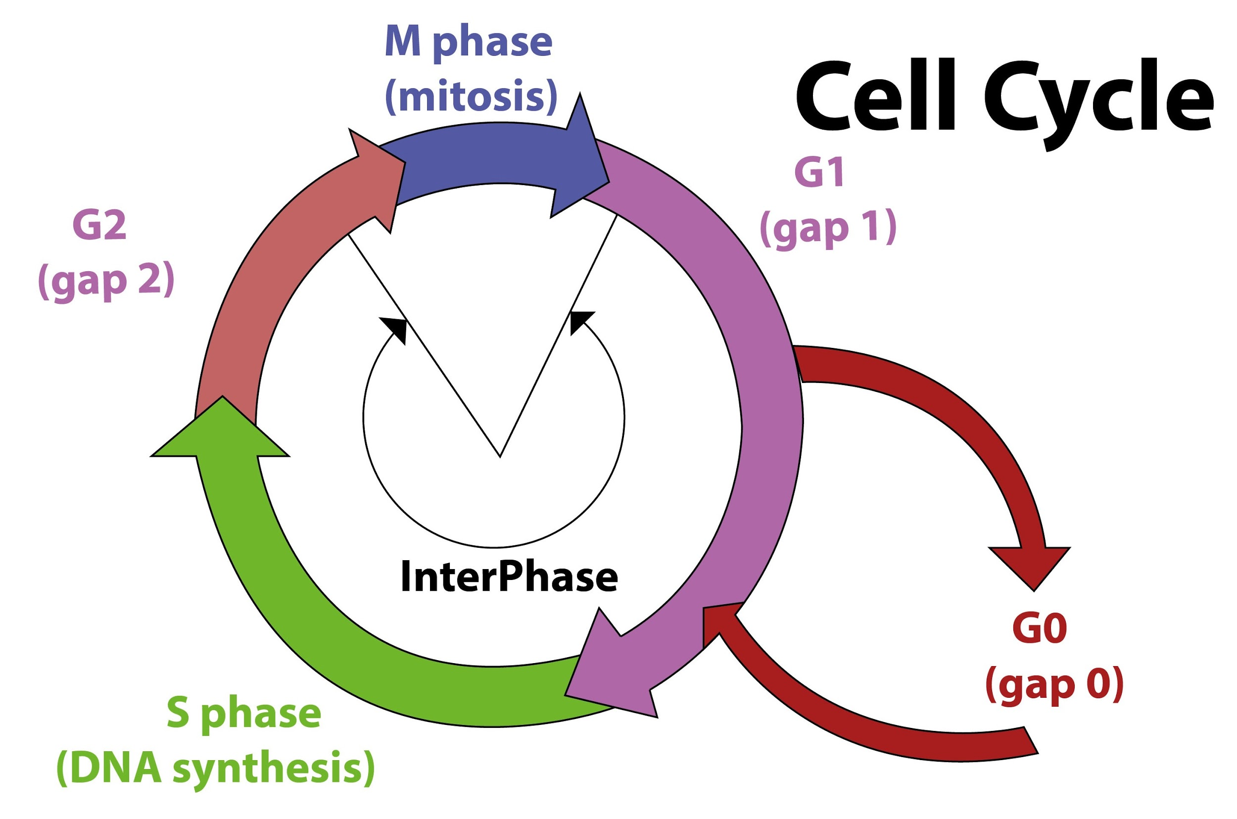 Which One Of The Following Events Is Incorrect For The Cell Cycle A All Which One Of The Following Events Is Incorrect For The Cell Cycle A All