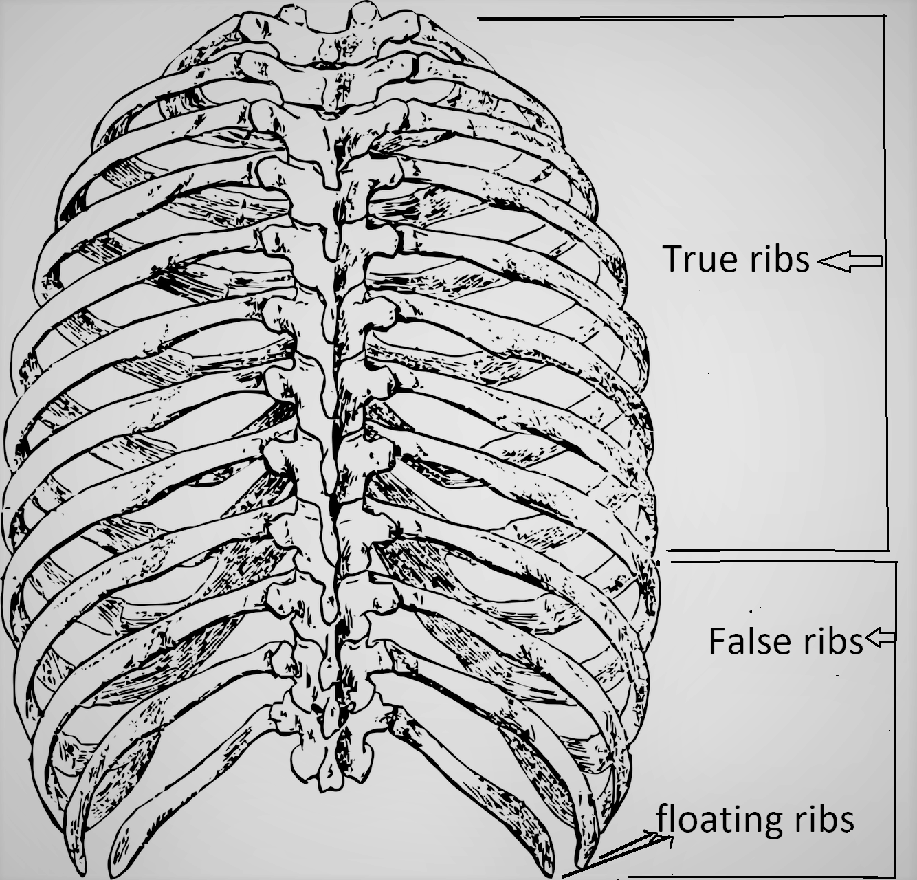 7 Pairs Of True Ribs Are Present In The a Rabbit b Man c Both Of The 7 Pairs Of True Ribs Are Present In The a Rabbit b Man c Both Of The