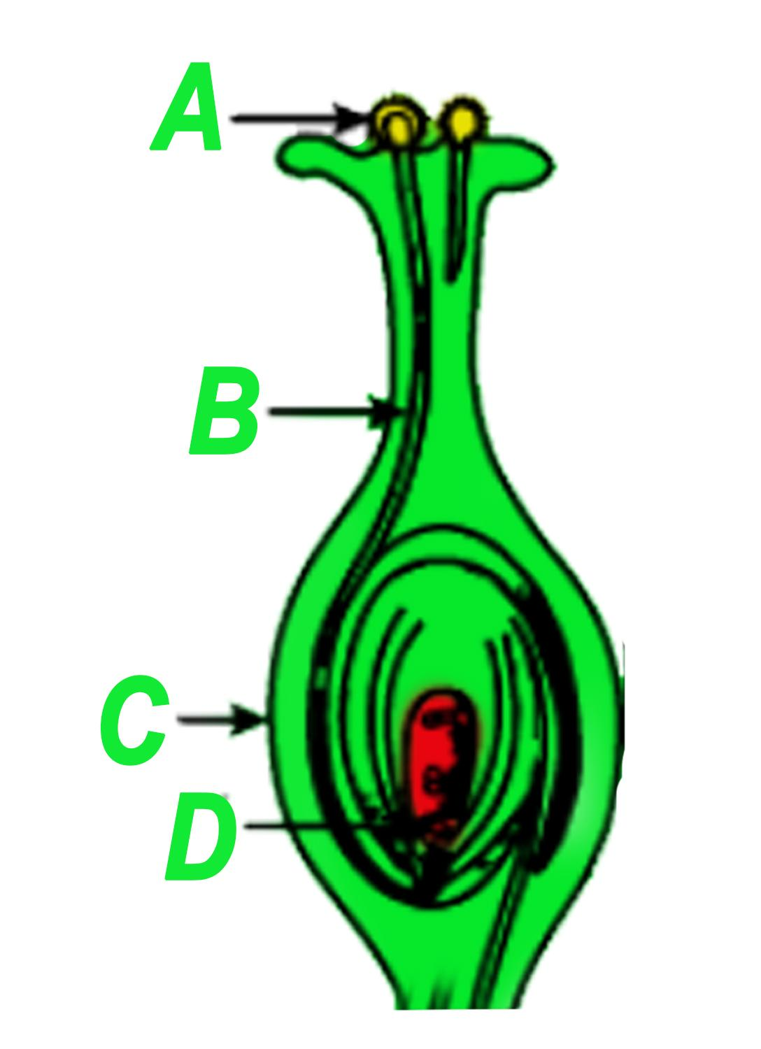 How Does Fertilization Occur In Flowers Name The Parts Class 11 Biology 